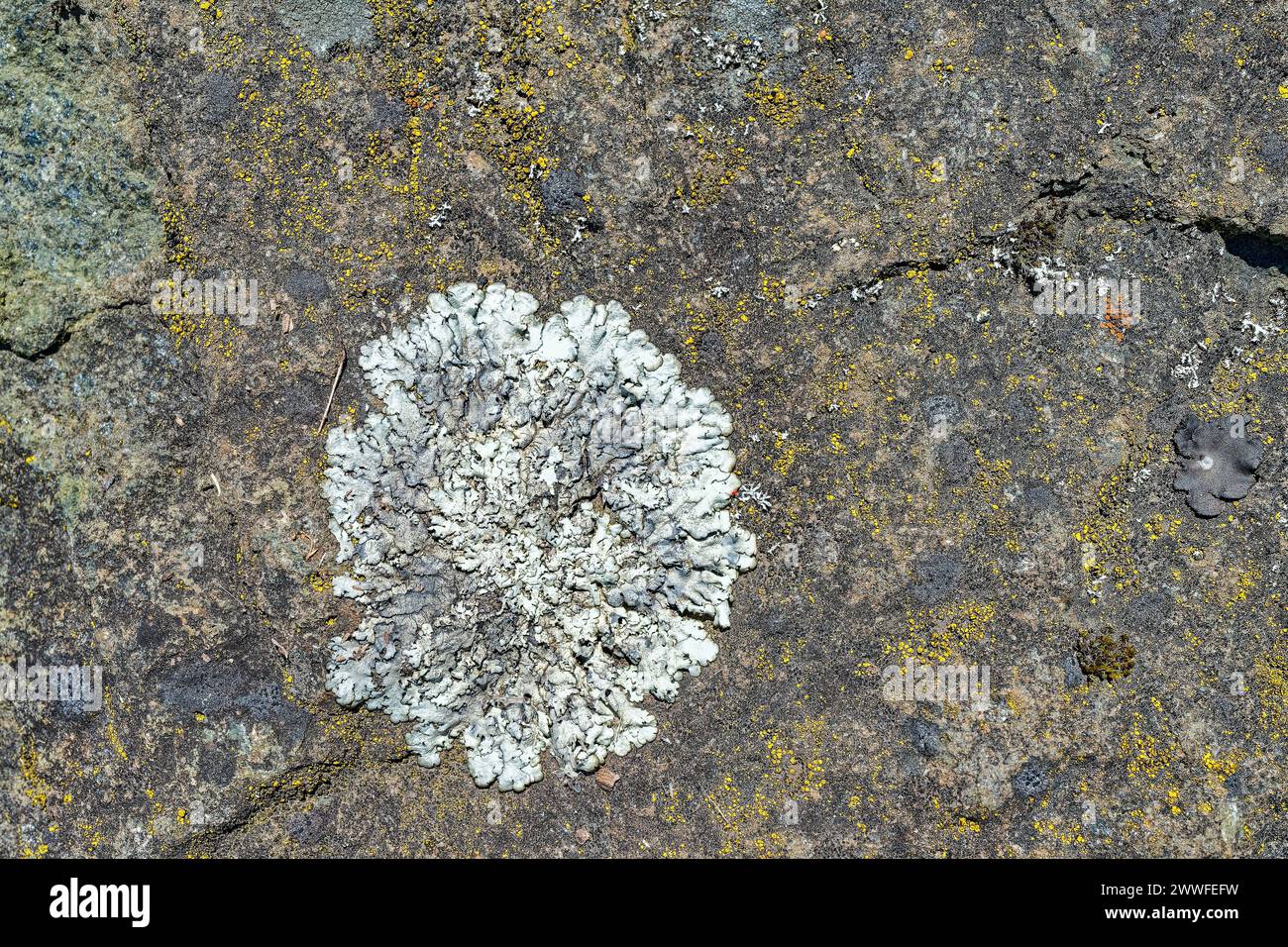 Lichen circular hi-res stock photography and images - Alamy