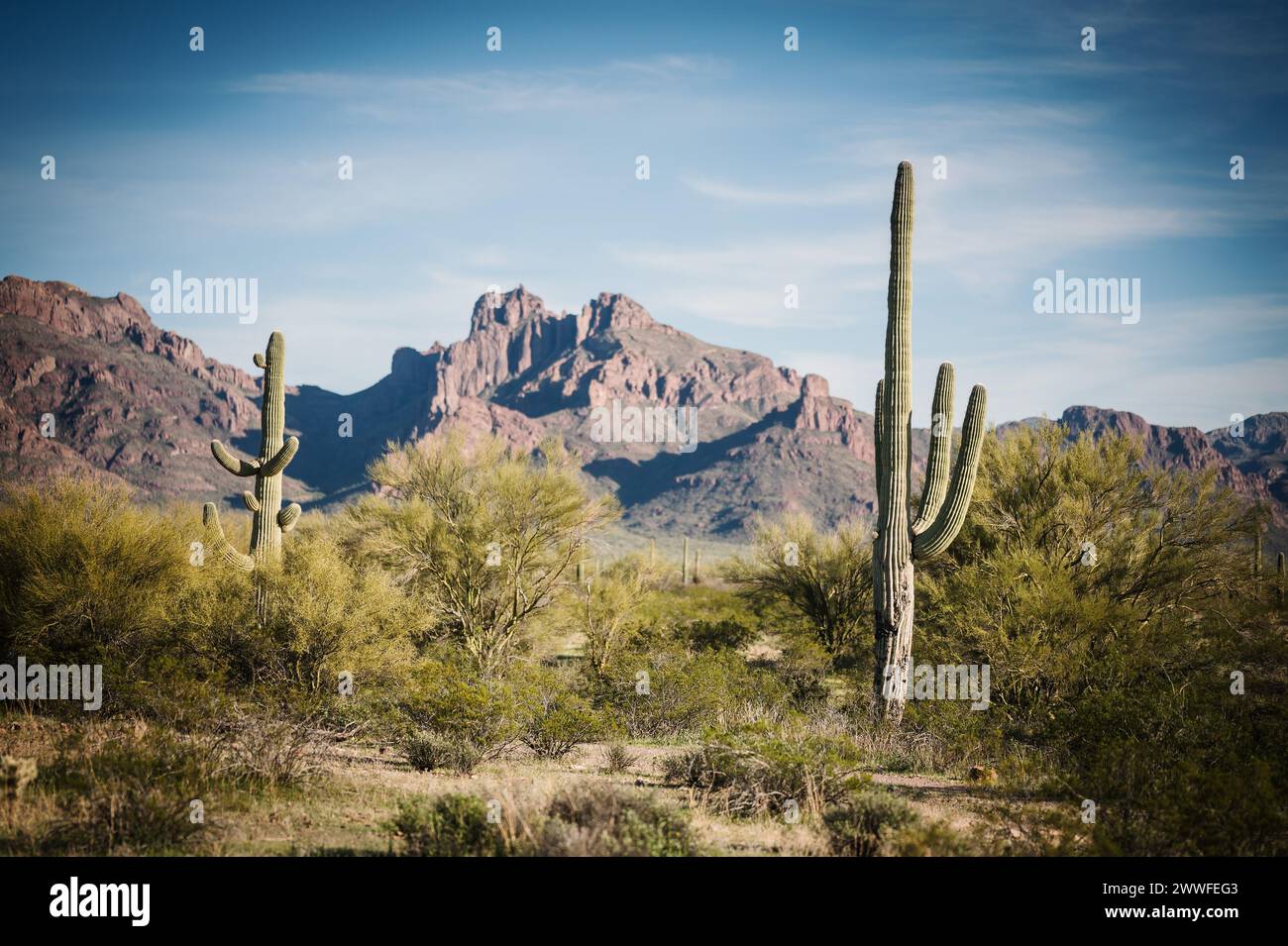 Saguaro and Organ Pipe cactus and Joshua trees at Organ Pipe Cactus ...