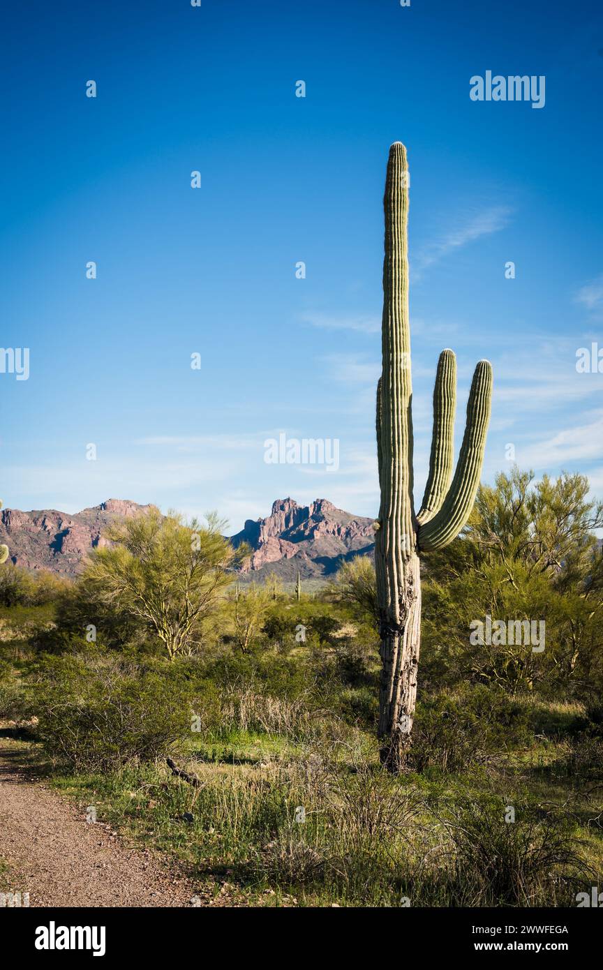 Saguaro and Organ Pipe cactus and Joshua trees at Organ Pipe Cactus ...