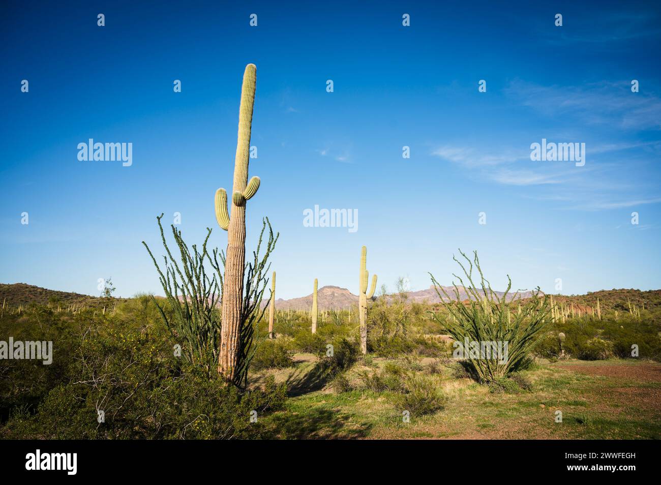 Saguaro and Organ Pipe cactus and Joshua trees at Organ Pipe Cactus ...