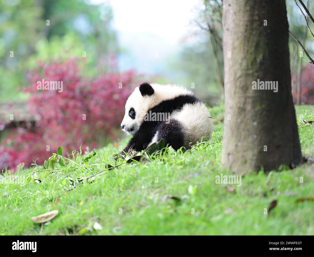 Bifengxia Panda Center, sichuan, china Stock Photo - Alamy