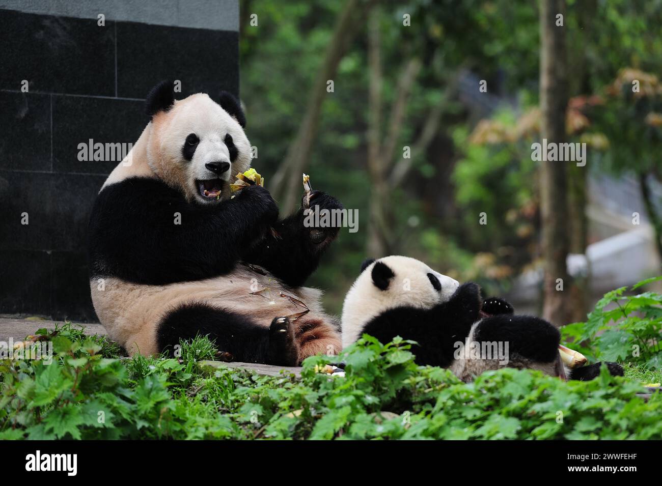 Bifengxia Panda Center, sichuan, china Stock Photo - Alamy