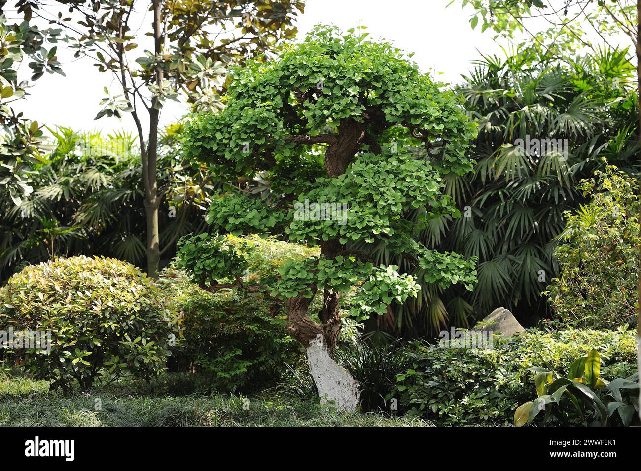 Qingyang Palace, garden, gingko tree, gingko biloba, chengdu, china ...