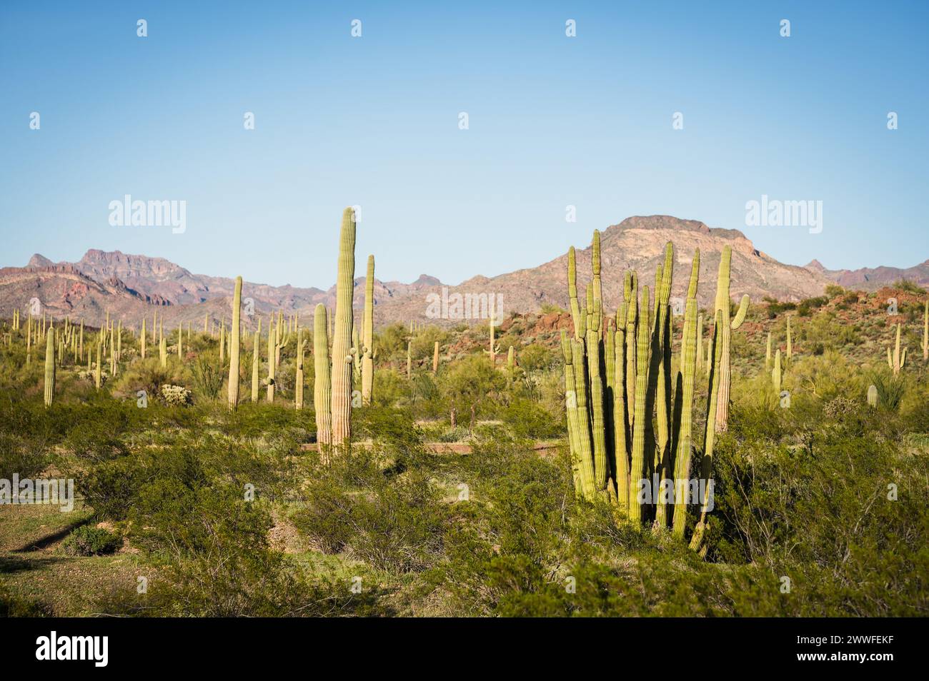 Saguaro and Organ Pipe cactus and Joshua trees at Organ Pipe Cactus ...