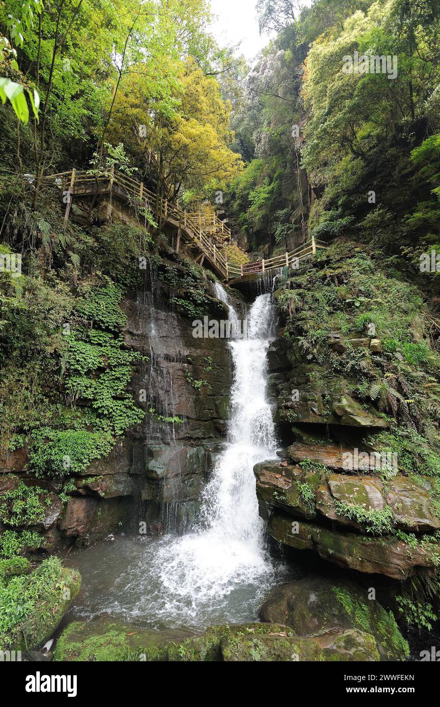 Bifengxia Panda Center, sichuan, china Stock Photo - Alamy