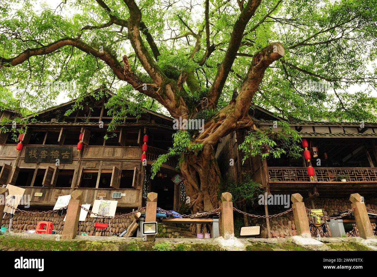 Liujiang water village, travel, river, banyan tree, ficus subgenus ...