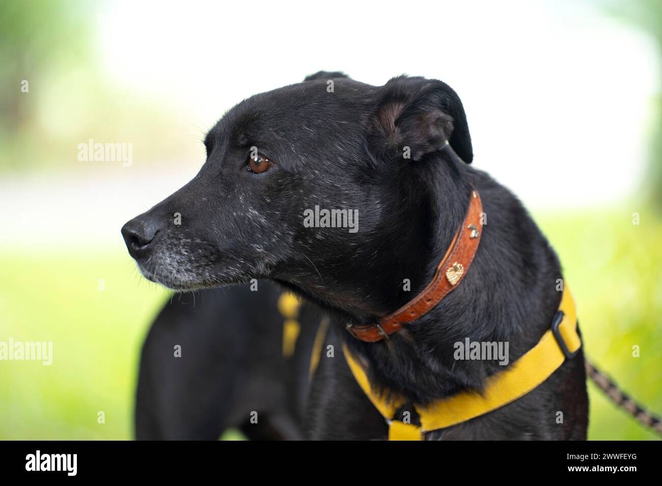 Domestic dog (Canis lupus familiaris), black, female, older, grey ...