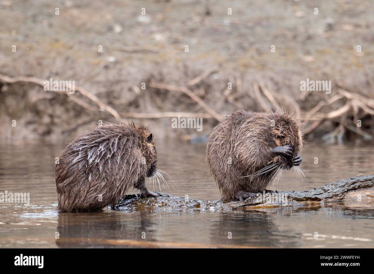 Two nutria (Myocastor coypus), wet, standing on a branch lying in the ...