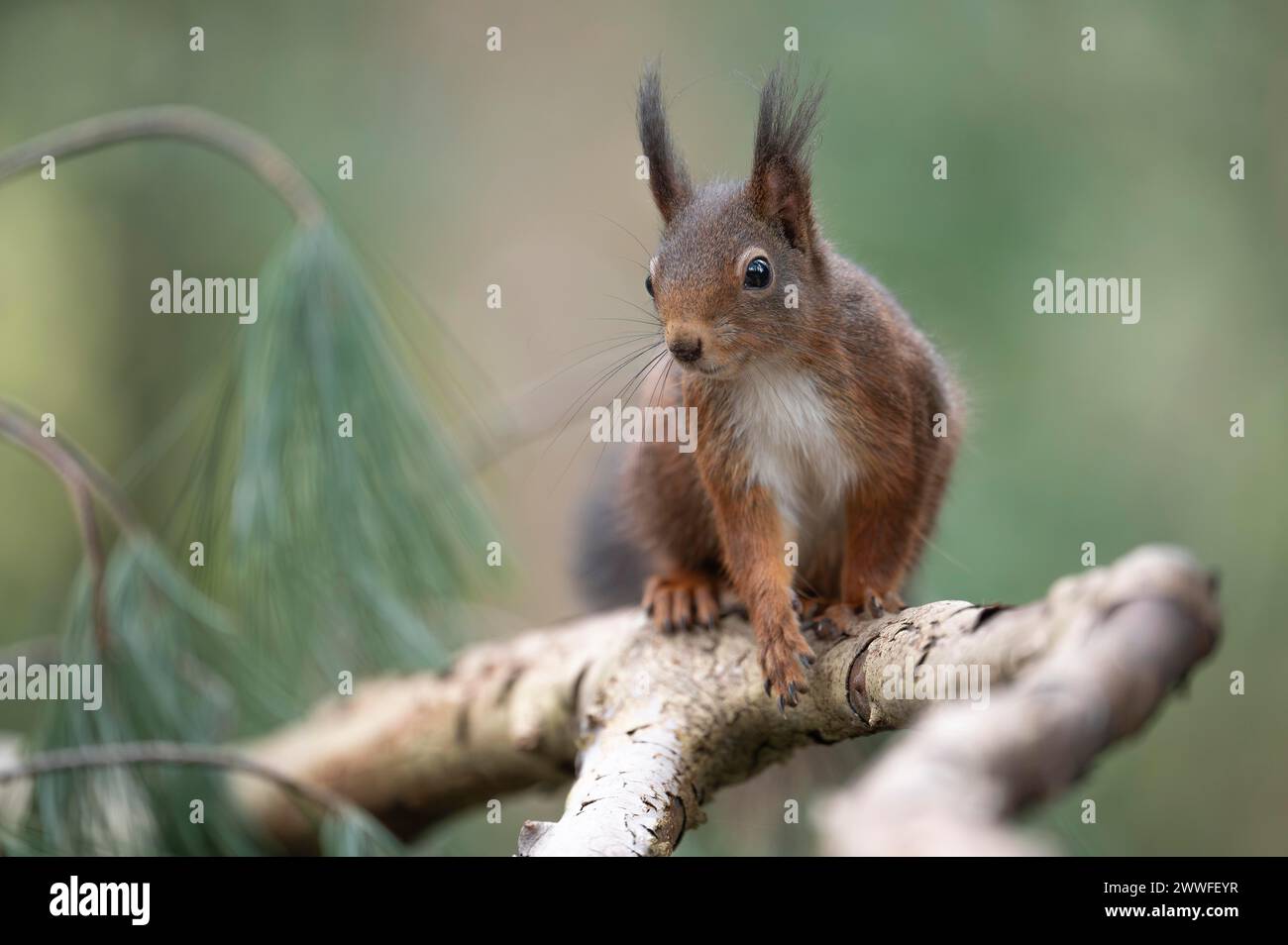Squirrel running on branch hi-res stock photography and images - Alamy