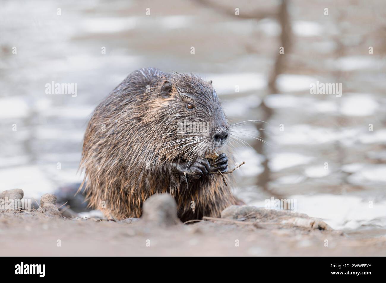 Nutria (Myocastor coypus), wet, holding something in its paws, feeding ...