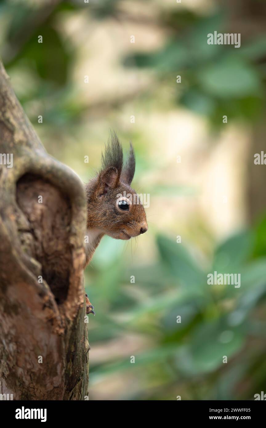 Eurasian red squirrel (Sciurus vulgaris), hidden behind a thicker ...