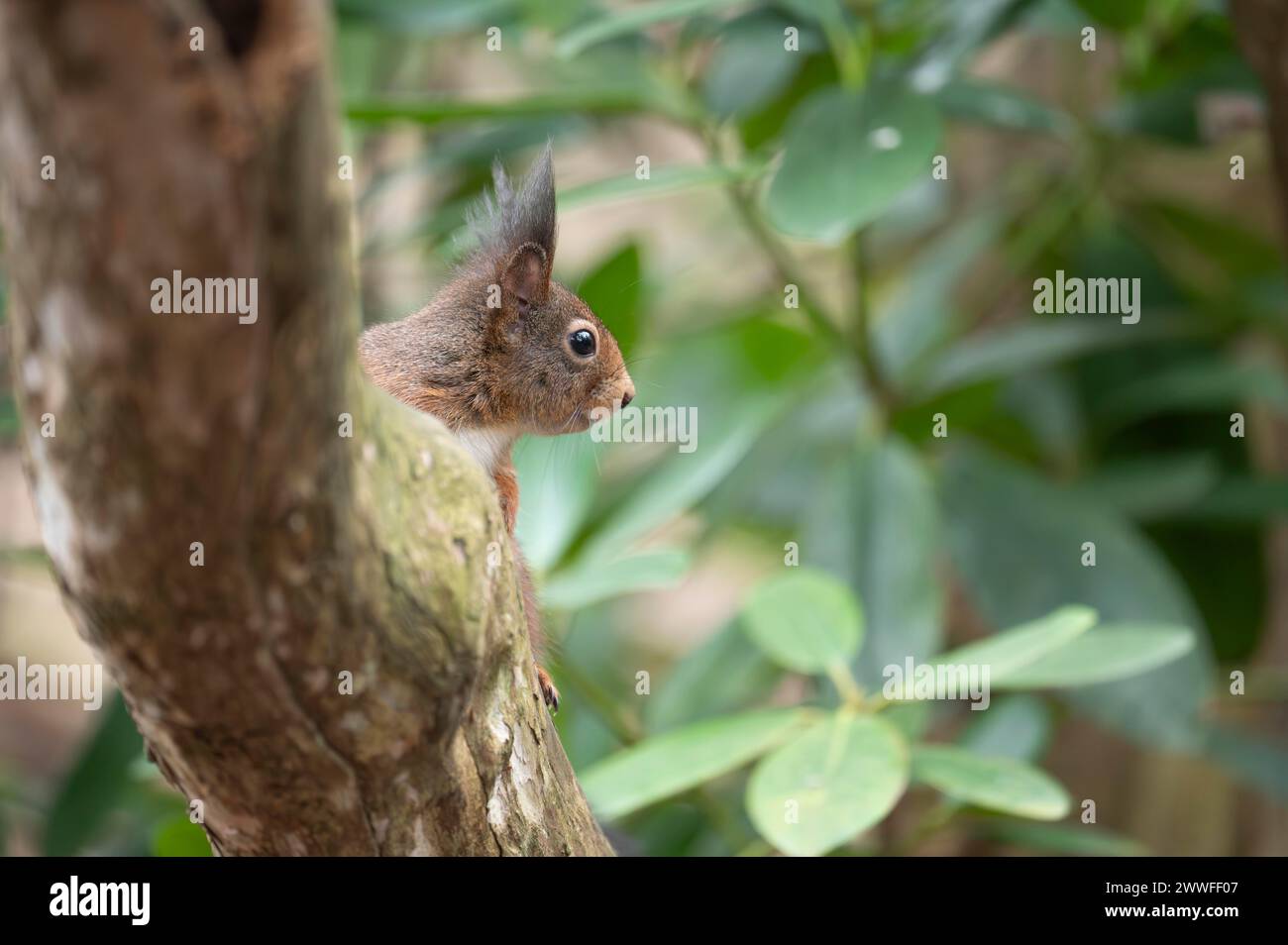 Eurasian red squirrel (Sciurus vulgaris), hidden behind a thicker ...