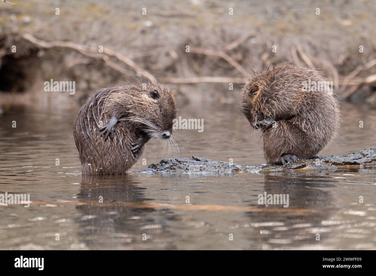 Two nutria (Myocastor coypus), wet, sitting and preening opposite each ...