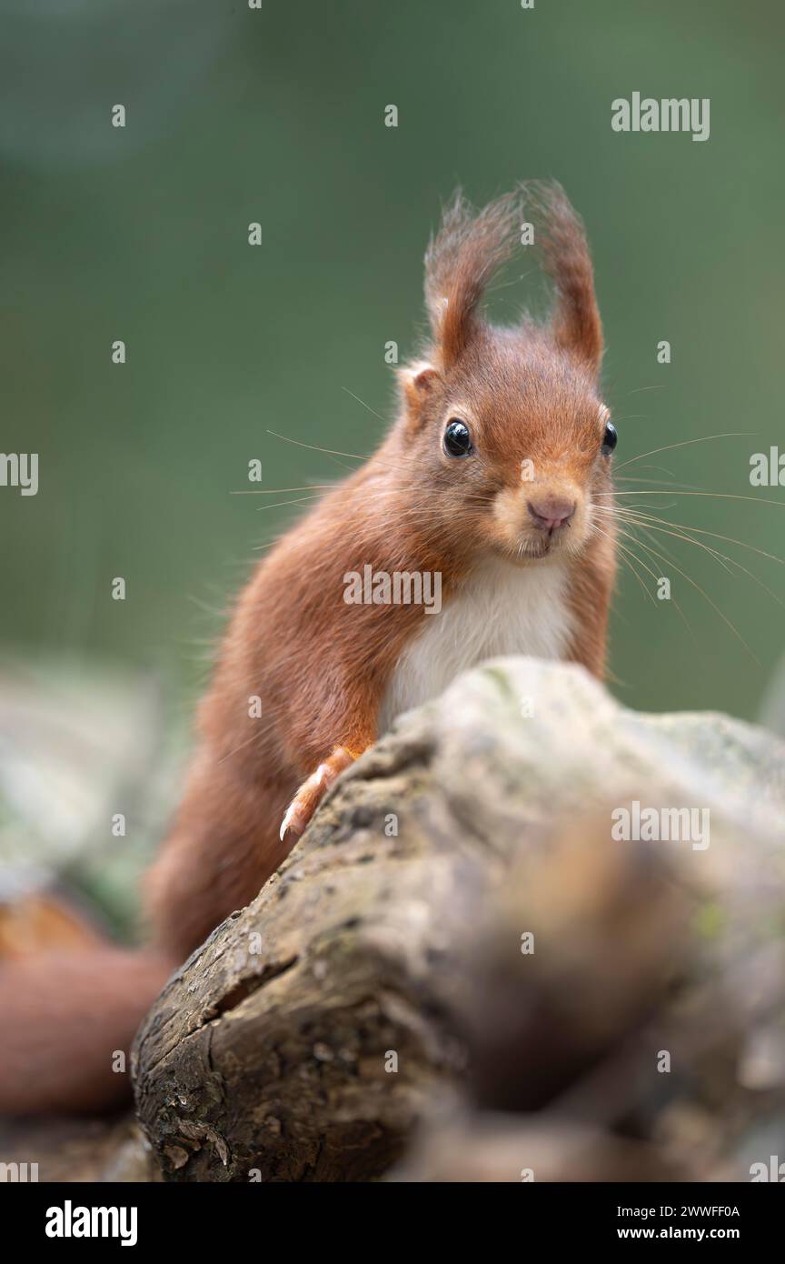 Red squirrel is looking at the viewer hi-res stock photography and ...