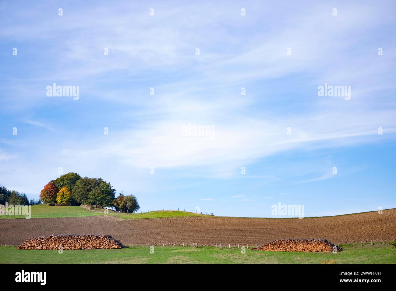 Logging, tree trunks stacked on a green meadow, behind them a ploughed ...