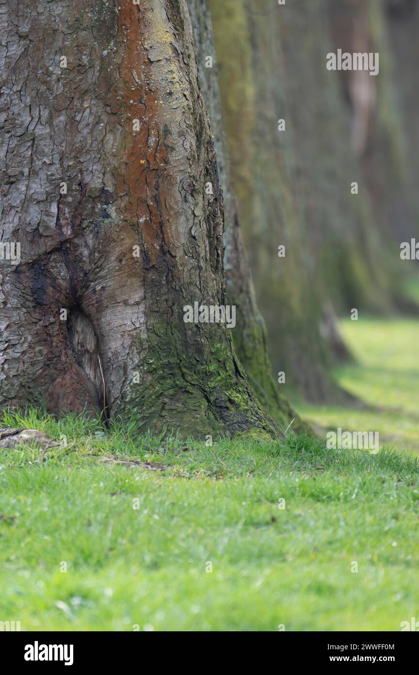 Left side of a tree avenue in spring, tree bark, close-up, in the ...
