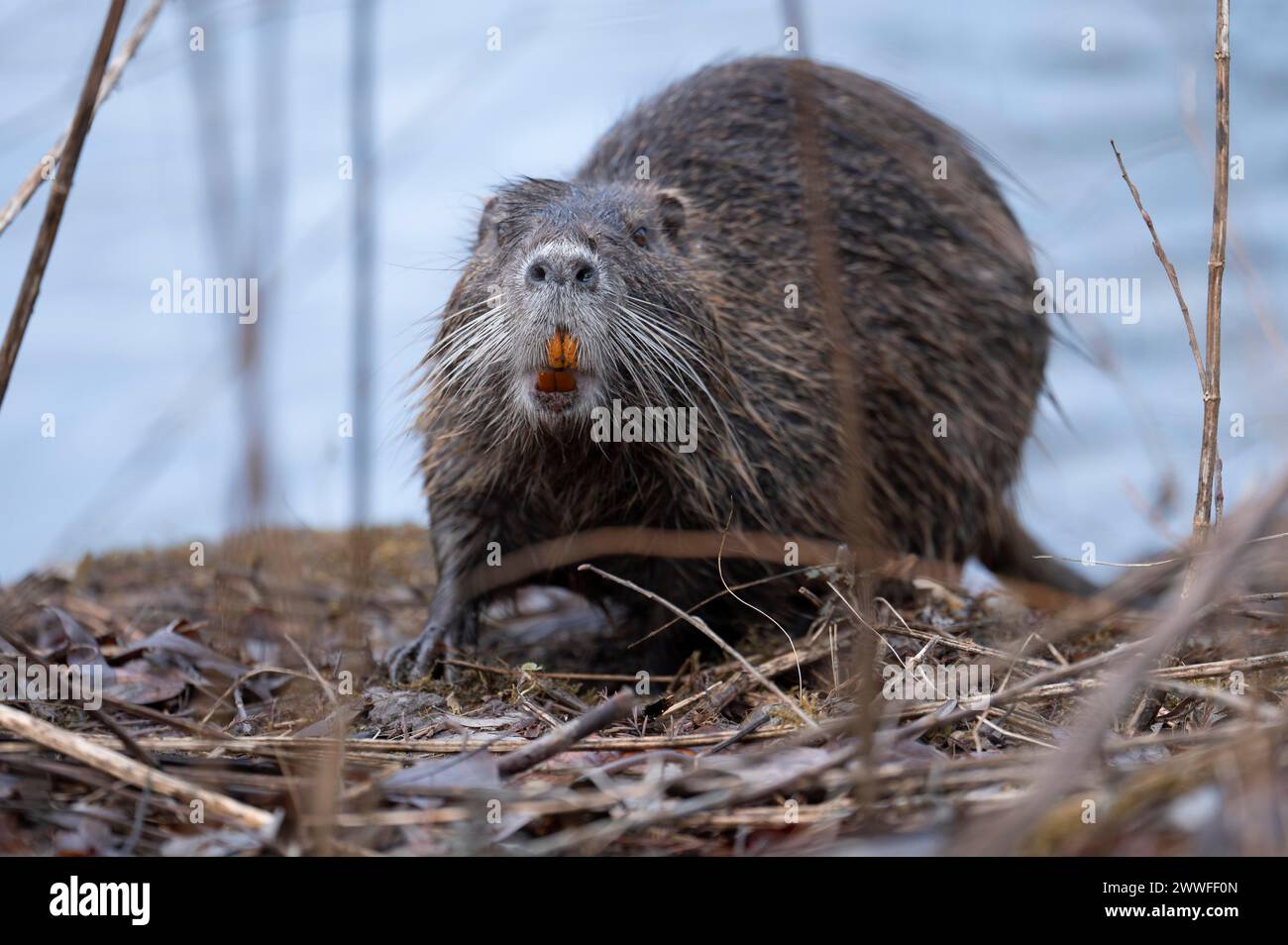 Nutria (Myocastor coypus), wet, coming out of the water, at eye level ...