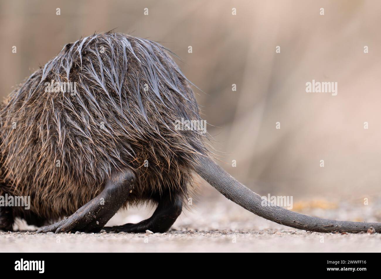 Nutria (Myocastor coypus), only the rump, feet and tail visible, wet ...