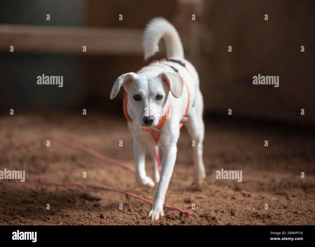 Domestic dog (Canis lupus familiaris), light-coloured coat, female ...