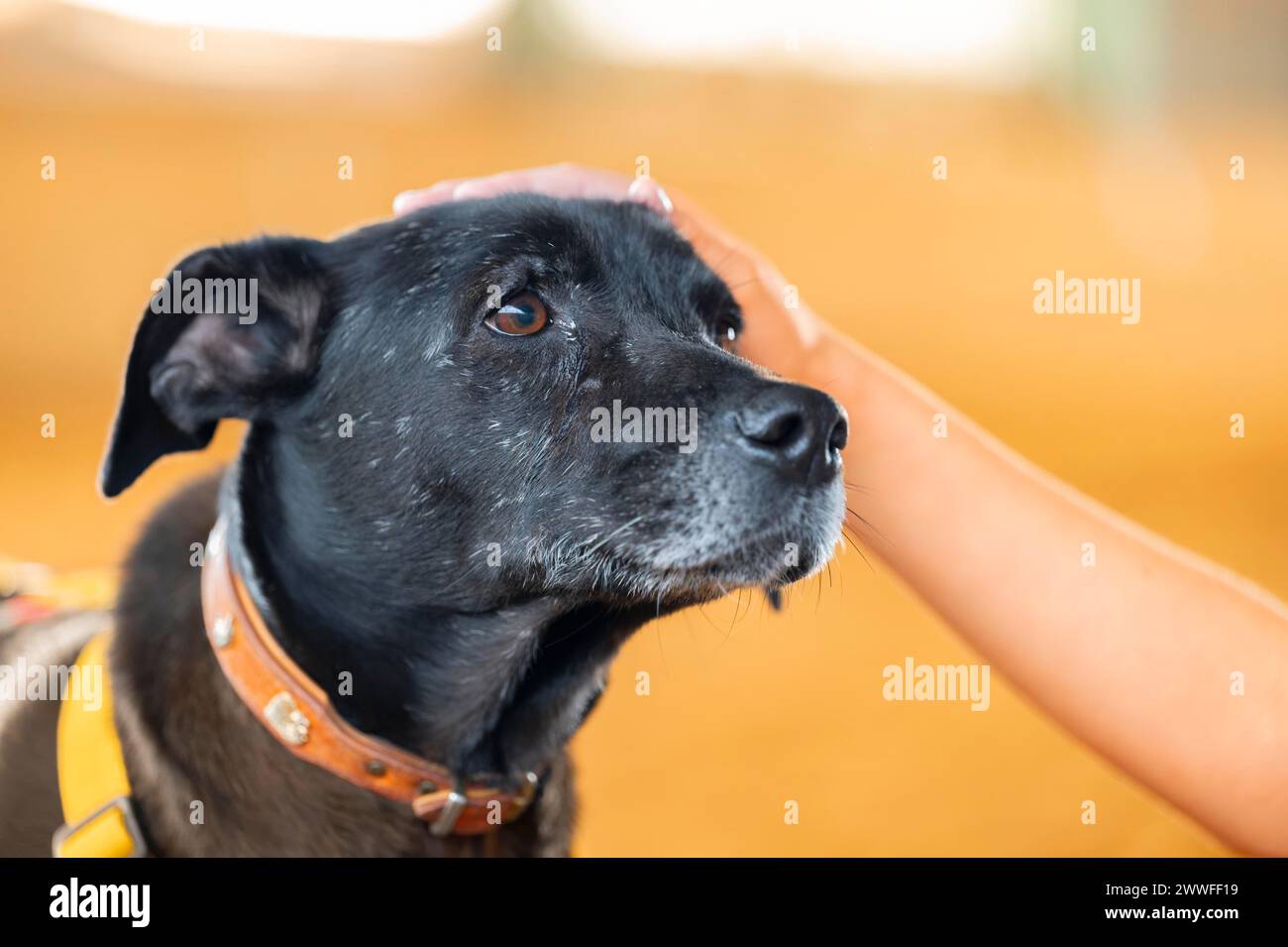 Domestic dog (Canis lupus familiaris), black, female, older, grey ...
