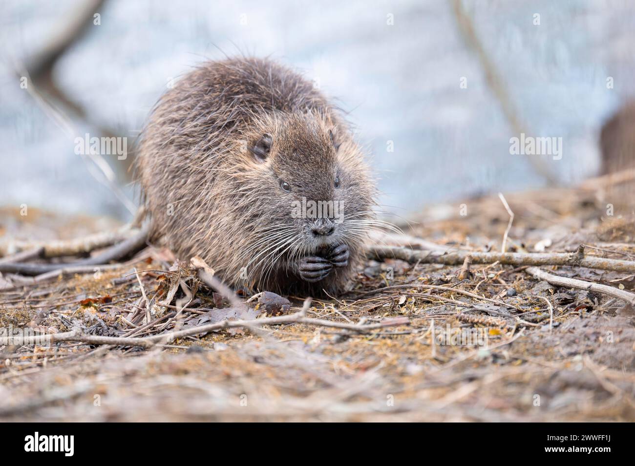 Thin blue paws hi-res stock photography and images - Alamy