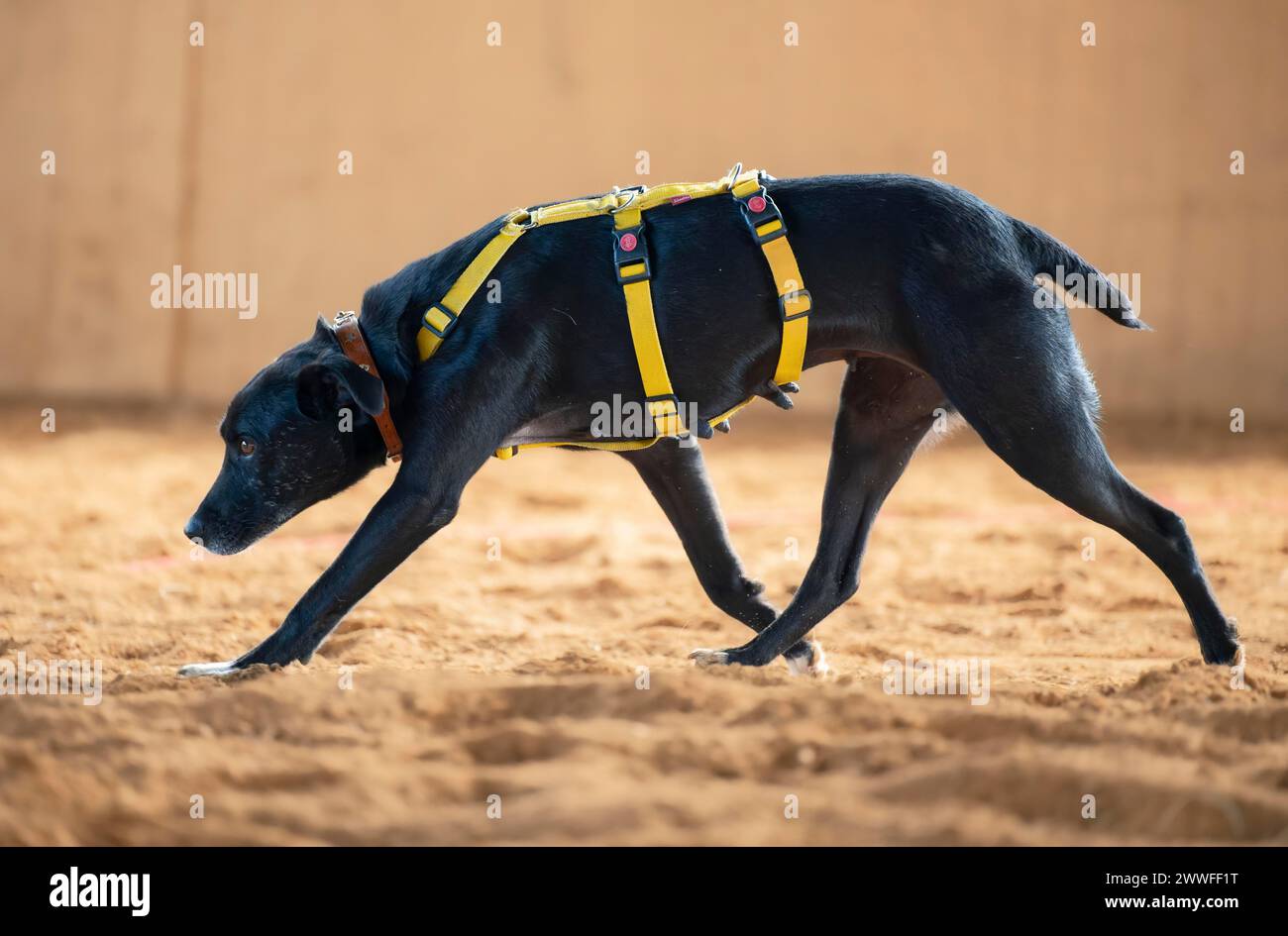 Domestic dog (Canis lupus familiaris), black, female, older, very large ...