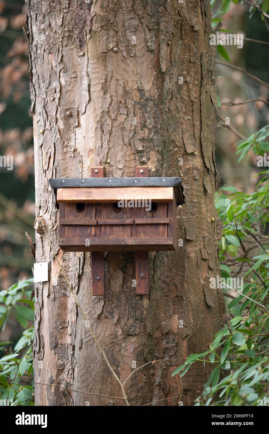Wooden nesting box for sparrows, brown, attached to a sycamore tree ...
