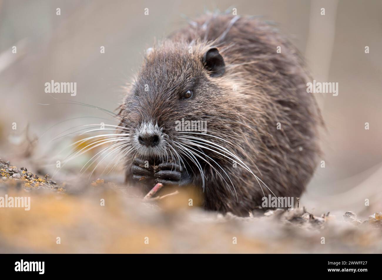 Nutria (Myocastor coypus), holding something in its paws, eating ...