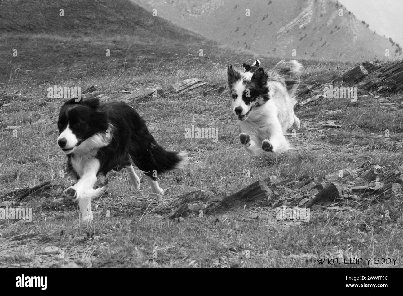 Two border collies Black and White Stock Photos & Images - Alamy