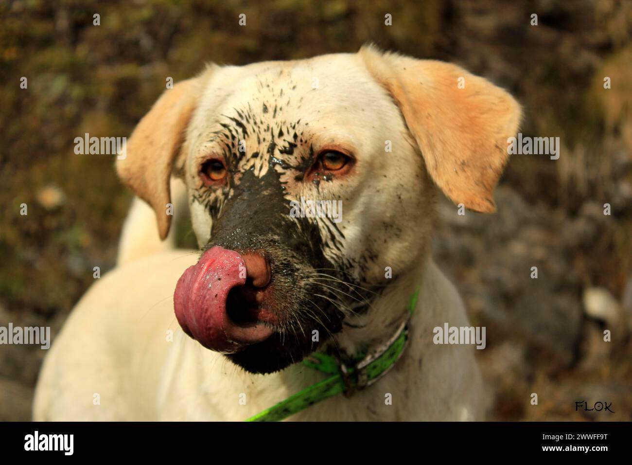 A close-up of a muddy dog licking its nose, highlighting its messy ...