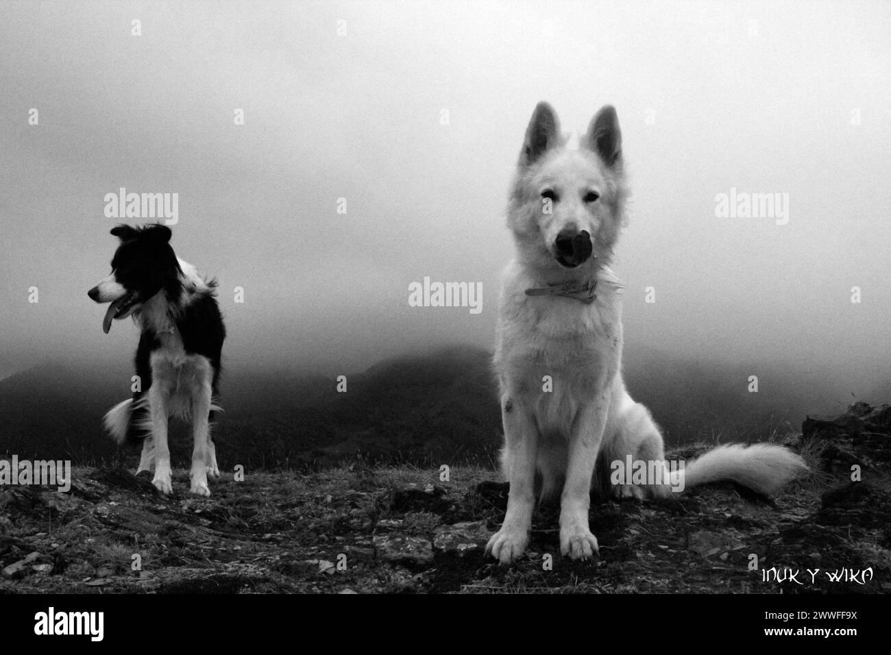 Two dogs in a foggy mountain landscape captured in black and white ...