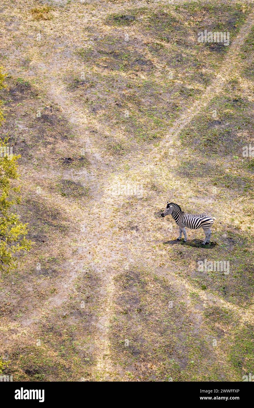 Aerial view zebras hi-res stock photography and images - Alamy
