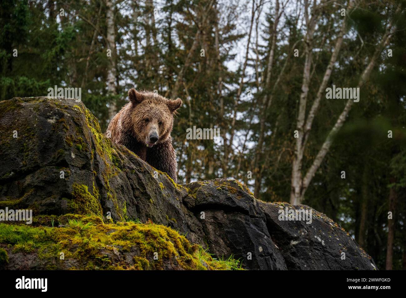 Seattle, Washington, USA. 23rd Mar, 2024. Juniper and Fern celebrate ...