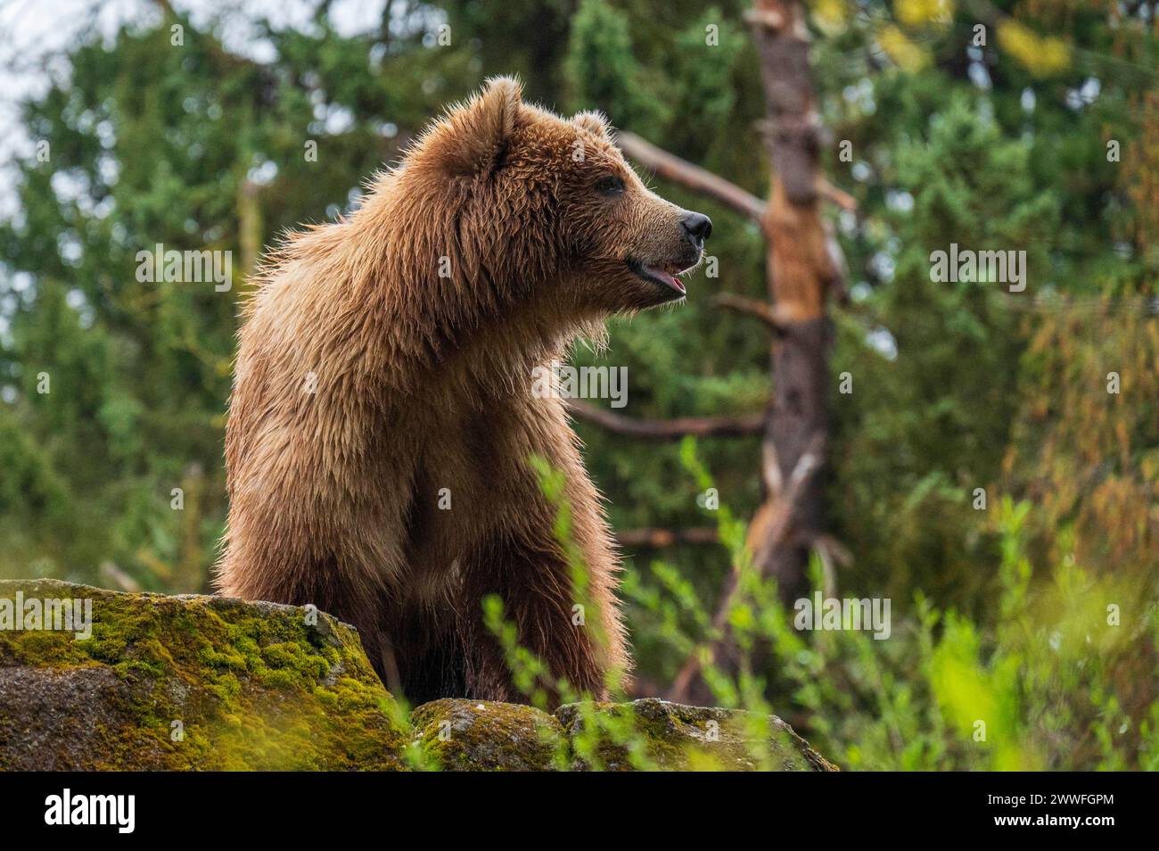 Seattle, Washington, USA. 23rd Mar, 2024. Juniper and Fern celebrate ...
