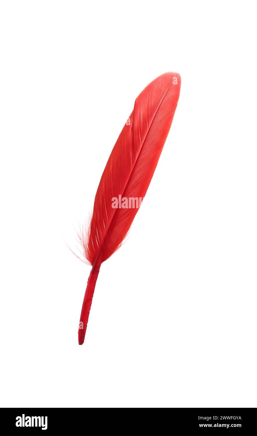 Fluffy beautiful red feather isolated on white Stock Photo - Alamy