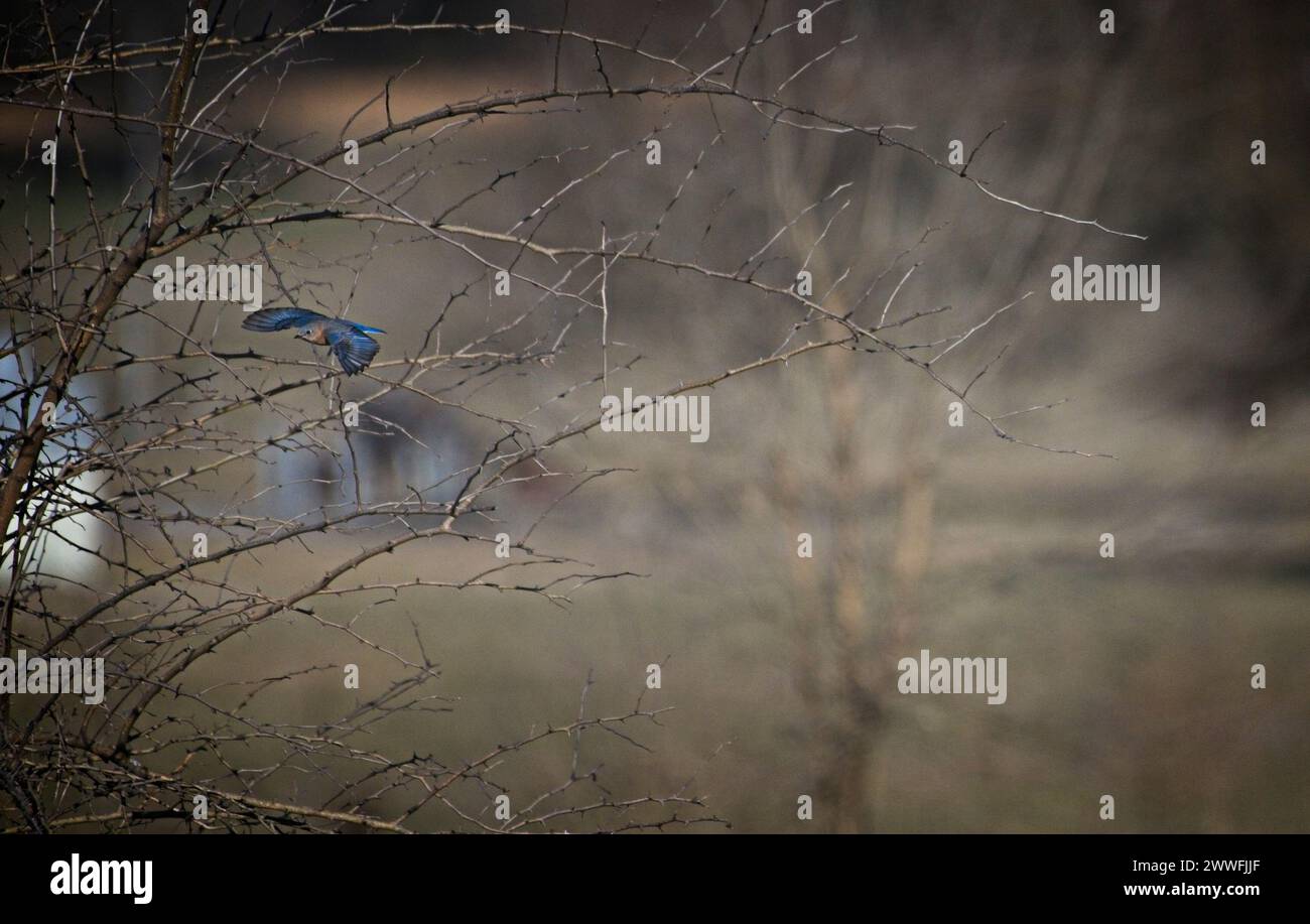 Eastern bluebird and american robin hi-res stock photography and images ...
