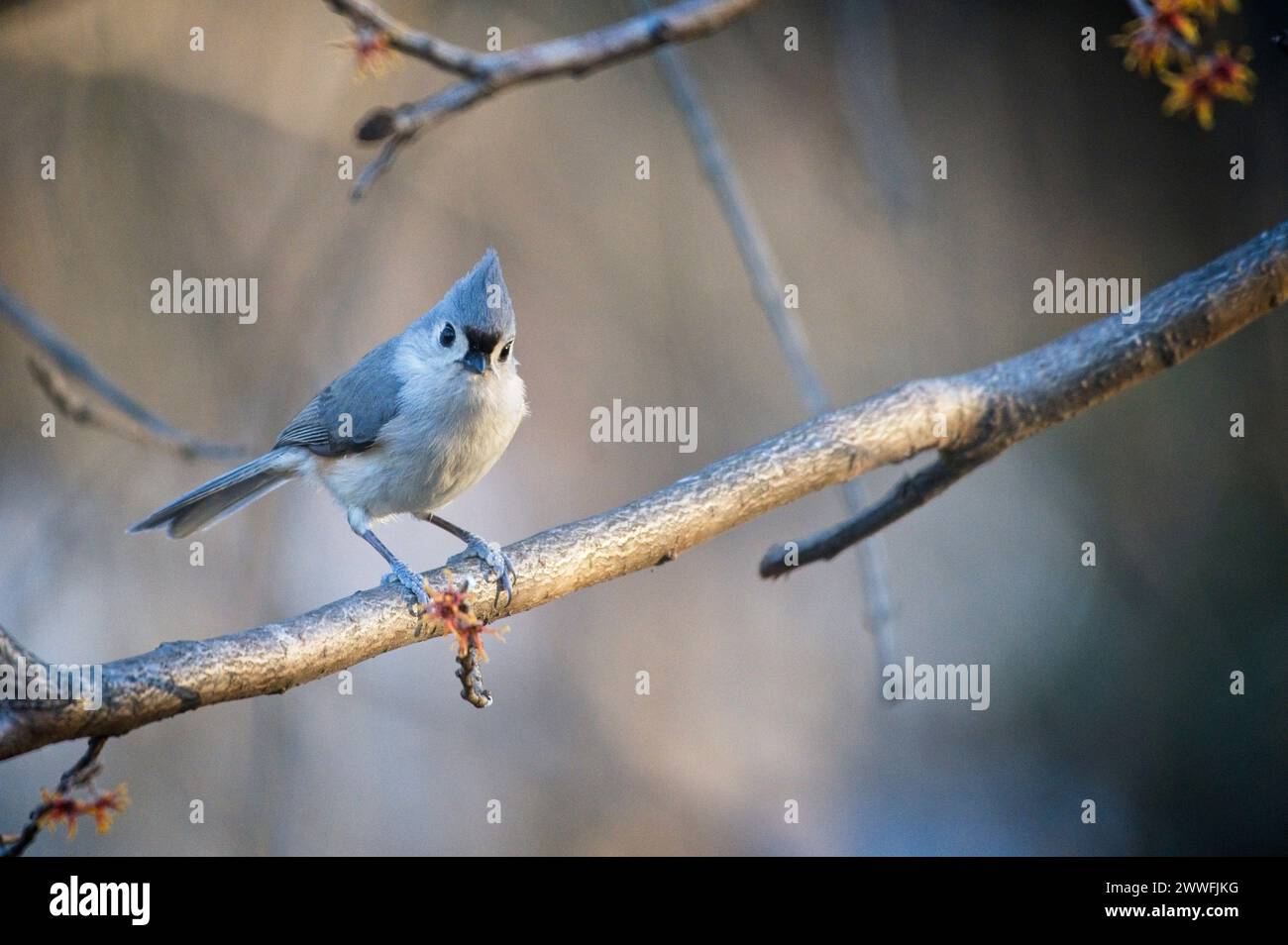 Tufted titmouse habitat hi-res stock photography and images - Alamy