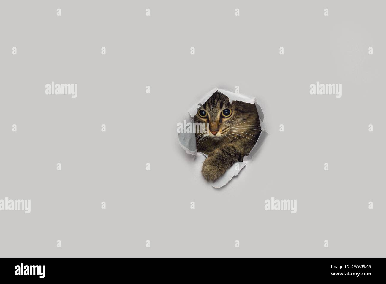 Tabby cat peeks through a torn paper background. Surprise concept Stock ...
