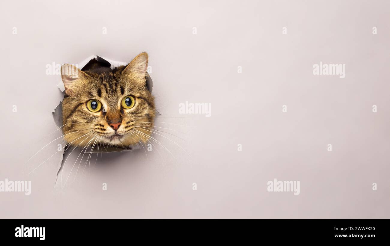 Tabby cat peeks through a torn paper background. Surprise concept Stock ...