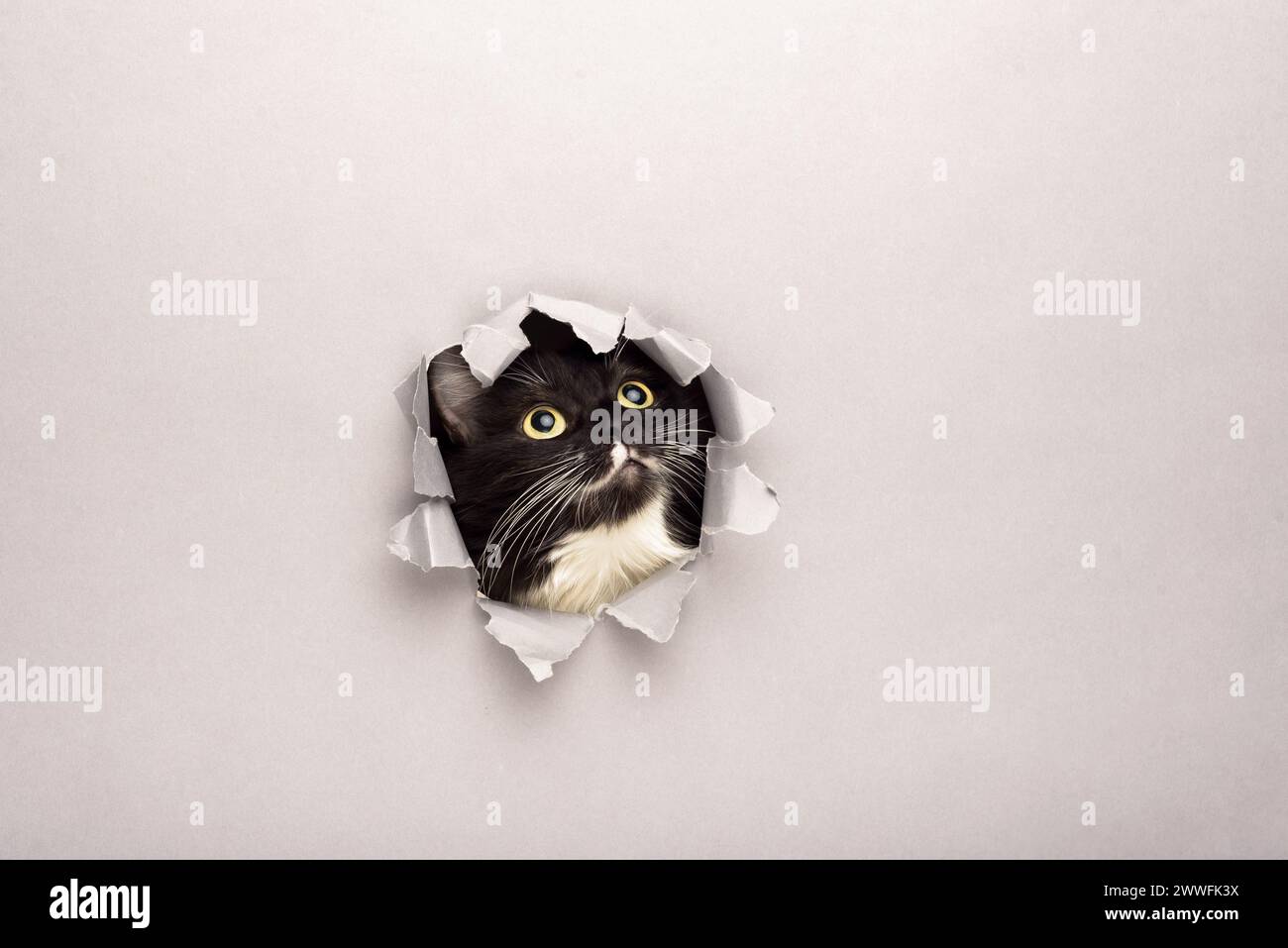 Black and white cat peeks through a torn paper background. Surprise ...