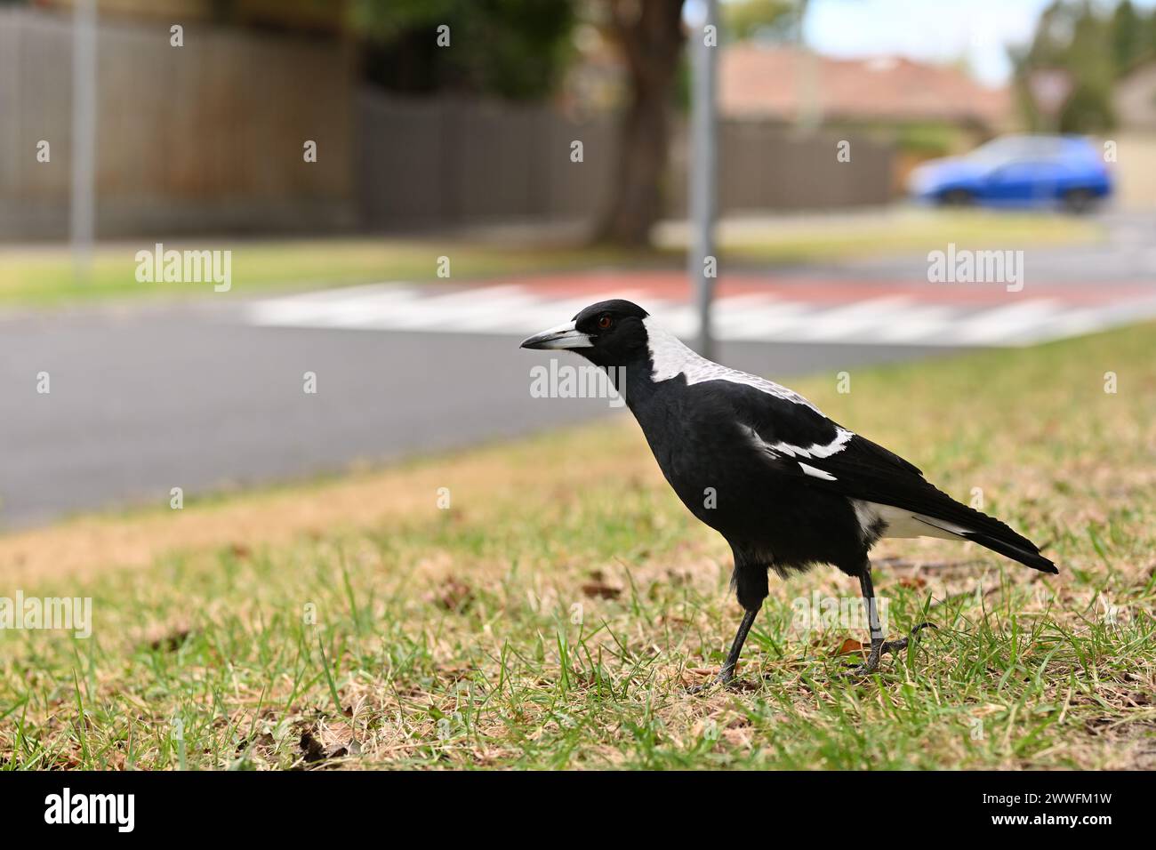 Side view of a female Australian magpie walking on the grass of a ...