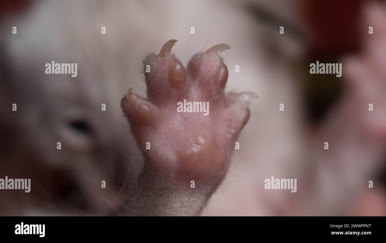 Newborn pet cat hi-res stock photography and images - Alamy