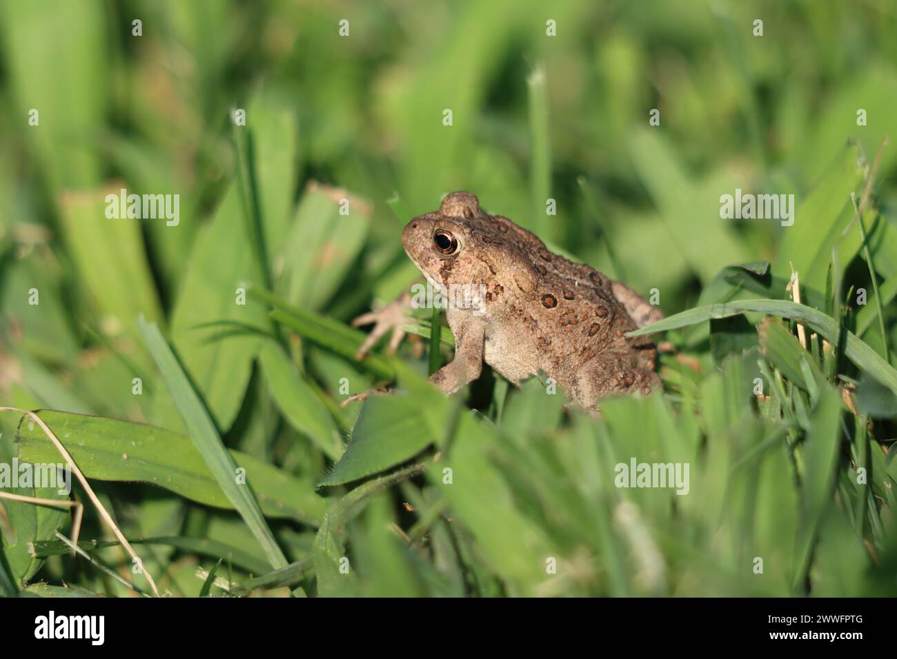 A toad sitting in grass Stock Photo - Alamy