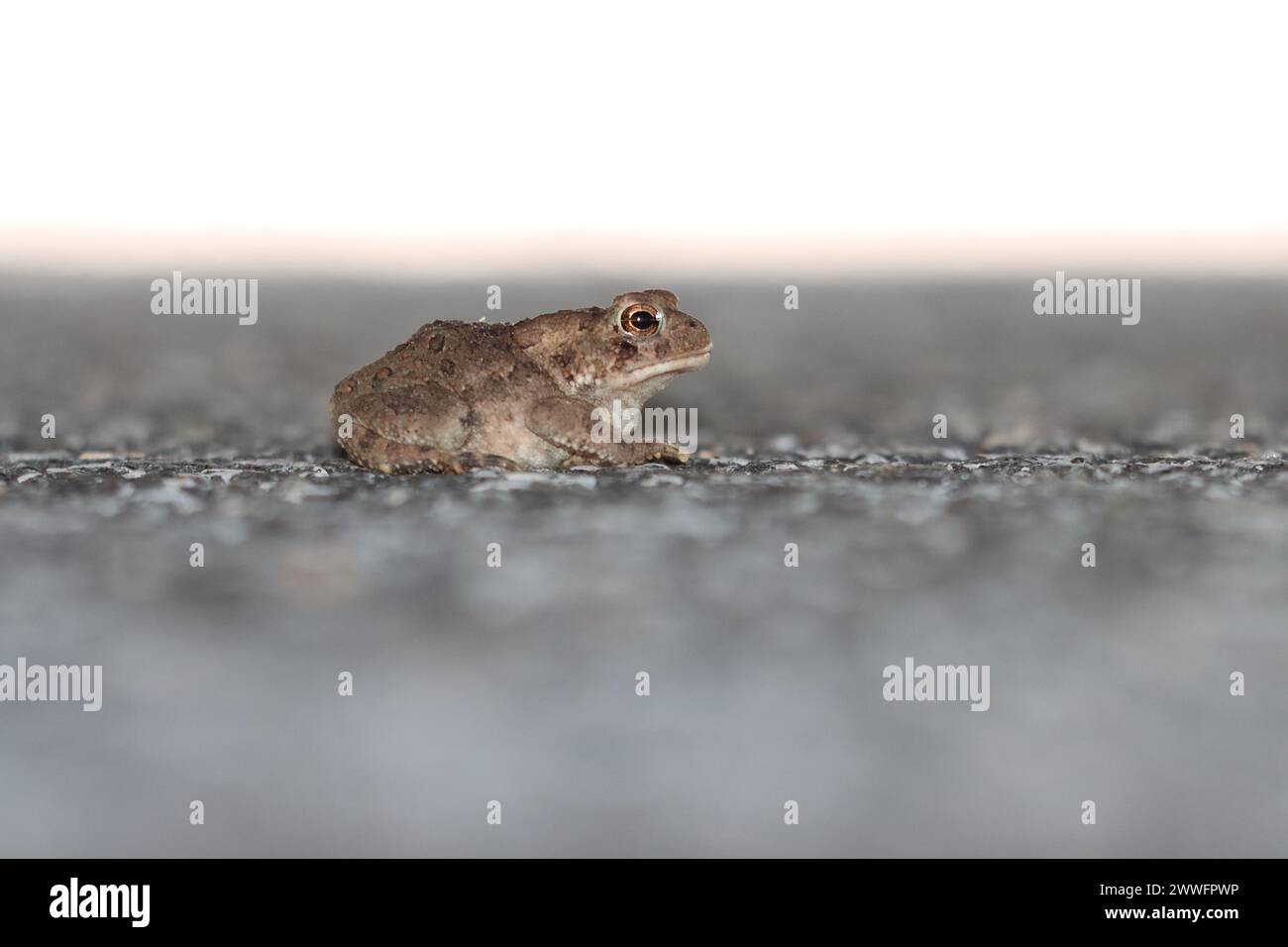 Side profile of a toad sitting on asphalt Stock Photo - Alamy
