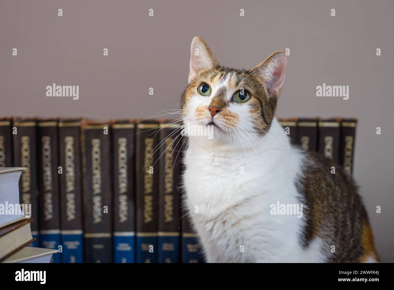 Concept of reading. World book day. Cat with books around Stock Photo ...