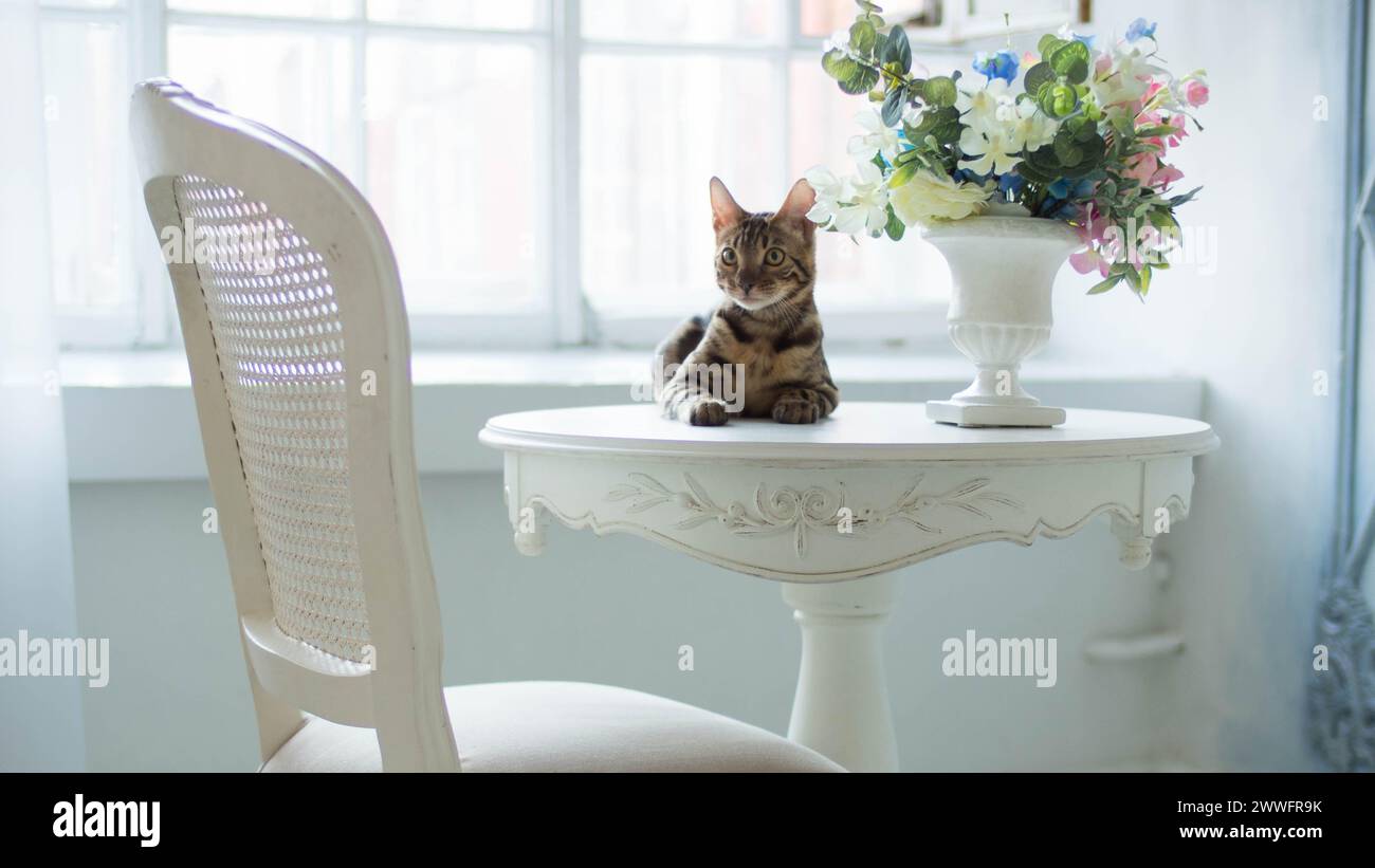 Bengal cat lies on a table with a bouquet of flowers in a vase in a ...
