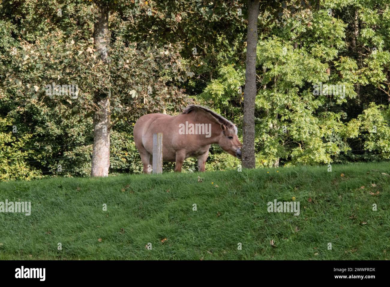 The horse Equus ferus caballus is a domesticated, one-toed, hoofed ...