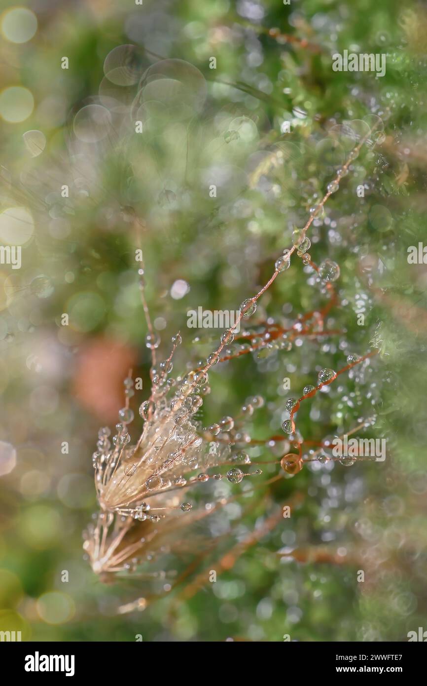 Wildlife photo sparkling blue hi-res stock photography and images - Alamy