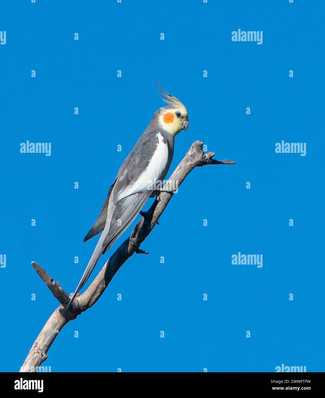 A Cockatiel (Nymphicus hollandicus) perched on a dead limb, Western ...