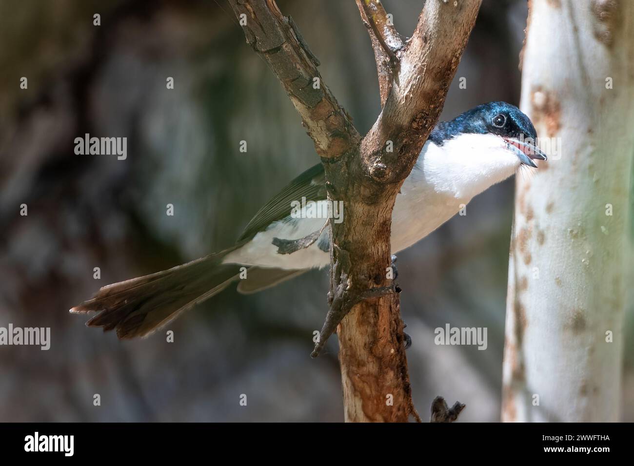 A Paperbark Flycatcher (Myiagra nana) perched in a tree with its mouth ...